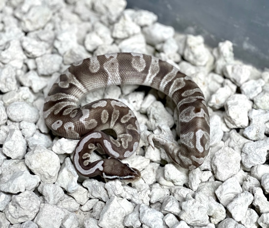 VPI Axanthic GHI Mojave Enchi Pastel Ball Python by Adam Chesla Reptiles
