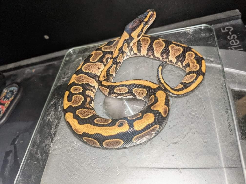 Yellow Belly Cypress Het Clown Ball Python by Allykat reptiles ...