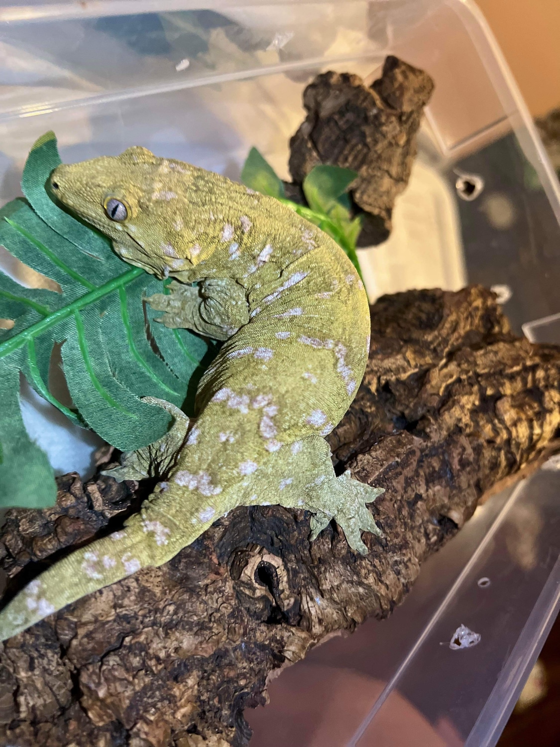 GT/Nuu Ana Poss Male. Leachianus Gecko by Manuela's reptiles - MorphMarket