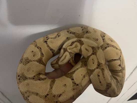 Female Banana RTB Ball Python by Allykat reptiles