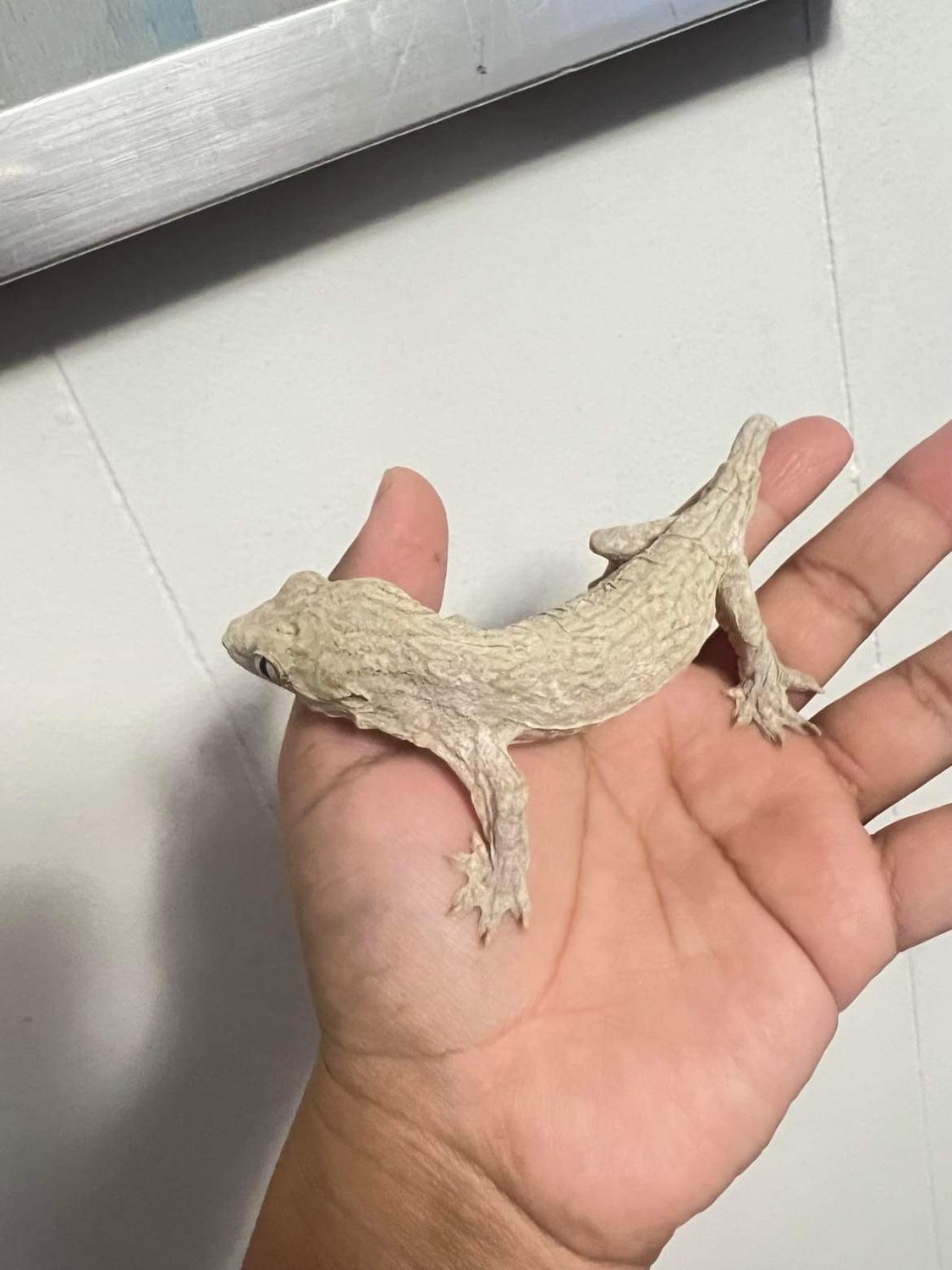 GTx Leachianus Gecko by Allykat reptiles - MorphMarket