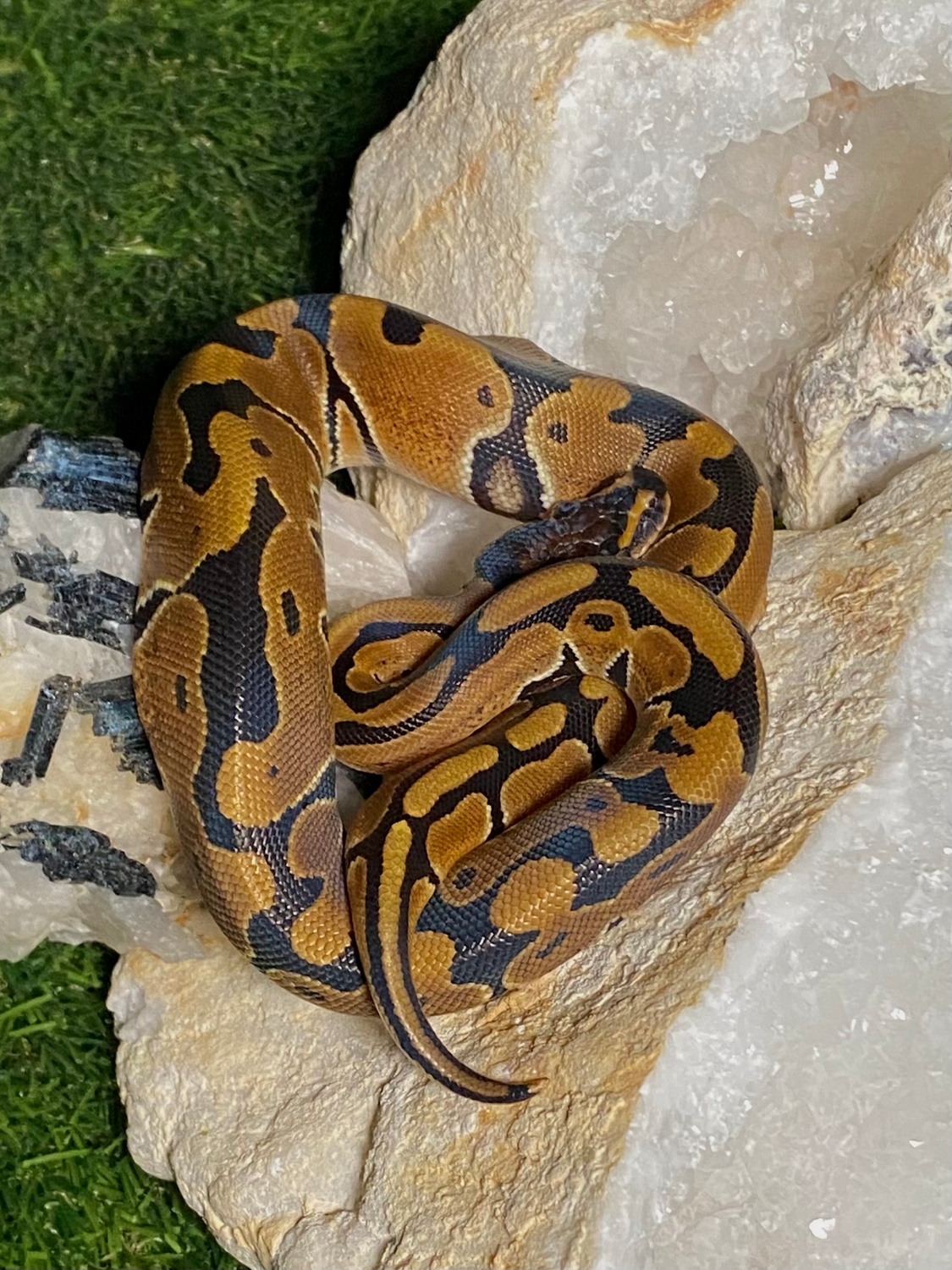 Blade Het Clown Ball Python by Reptique - MorphMarket
