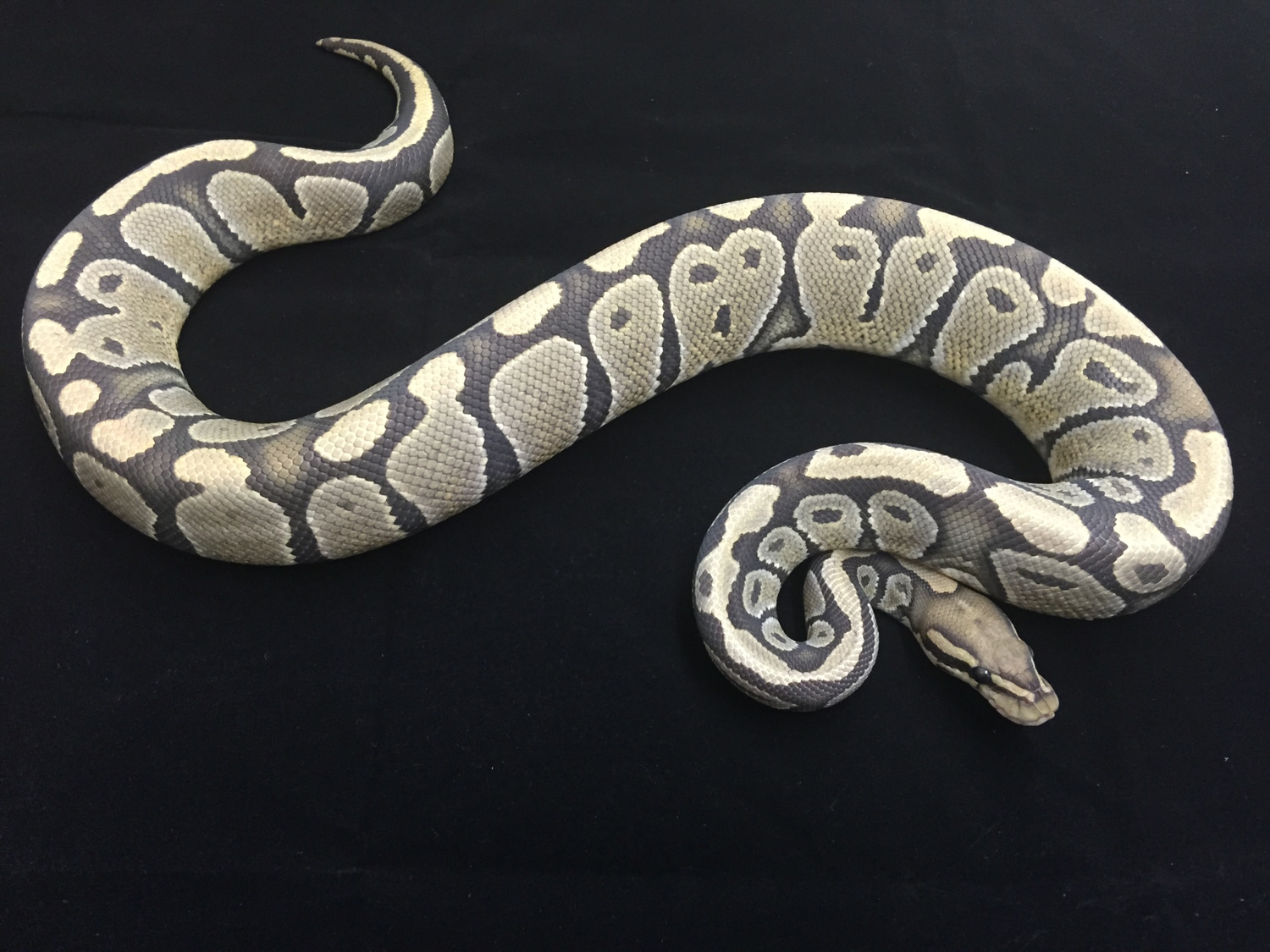 Hypo Het Desert Ghost Ball Python by Reptile Industries - MorphMarket