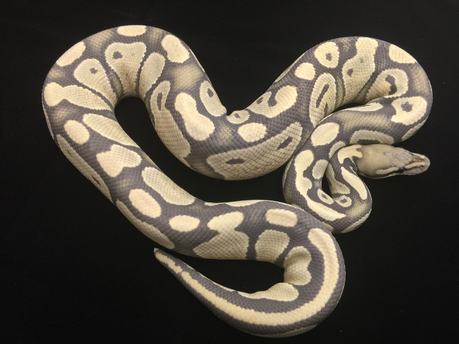 Hypo Desert Ghost Ball Python By Reptile Industries Morphmarket