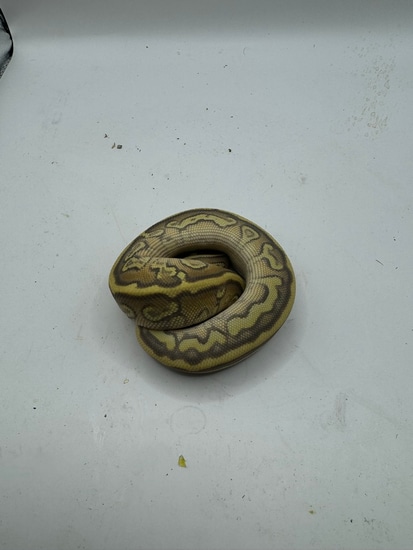 Enchi Lesser Leopard Hurricane Bongo Het Clown Ball Python by Reptopathy
