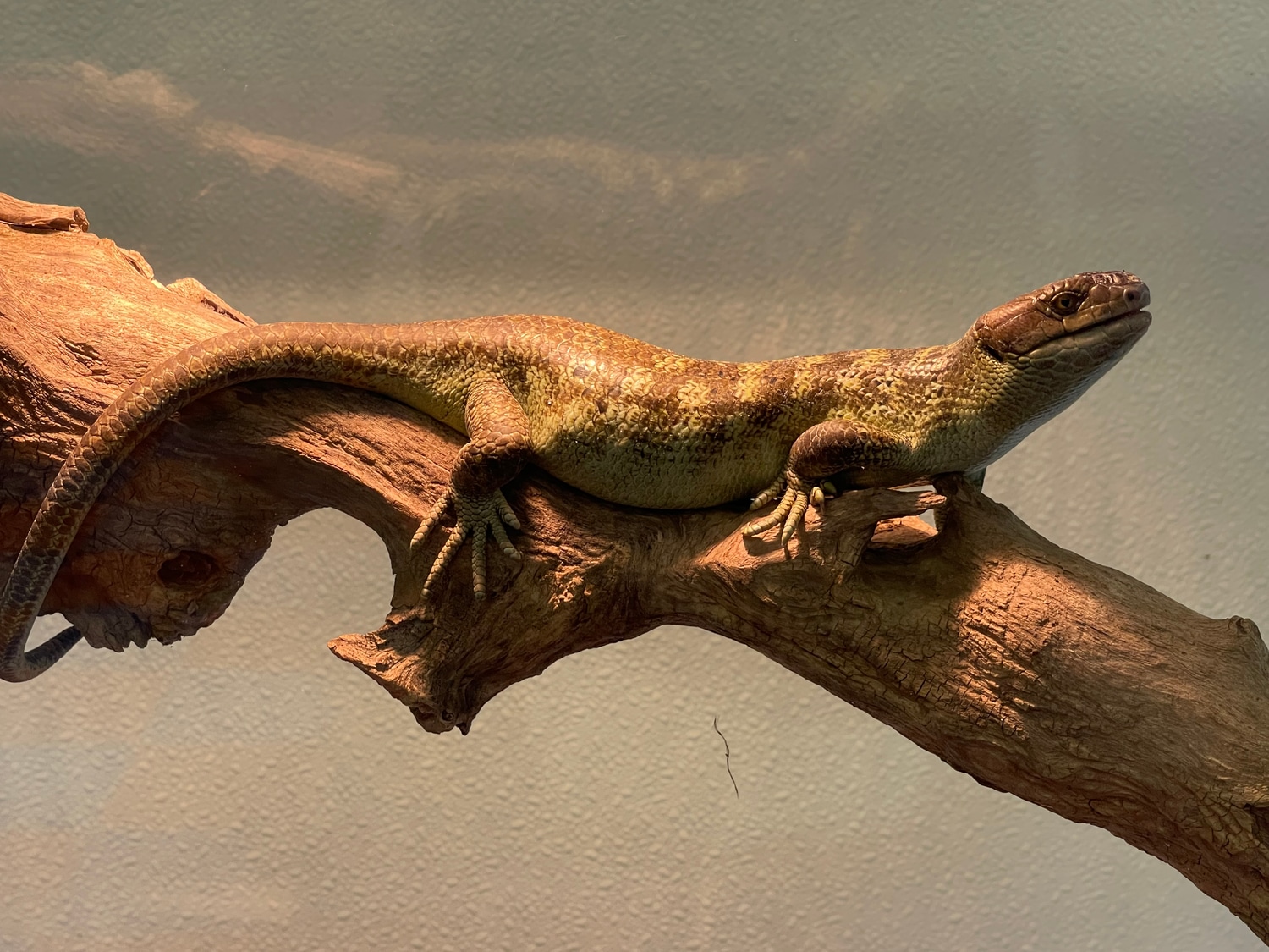 Beautiful Monkey Tail Skink Monkey-tailed Skink by Reptostyle - MorphMarket