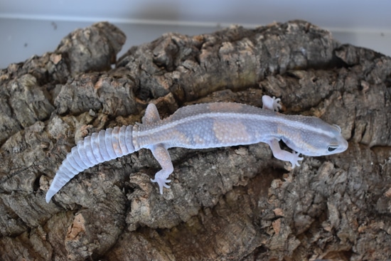 Ghost Stripe Ph 66% Oreo 50% Patternless African Fat-Tailed Gecko by ...
