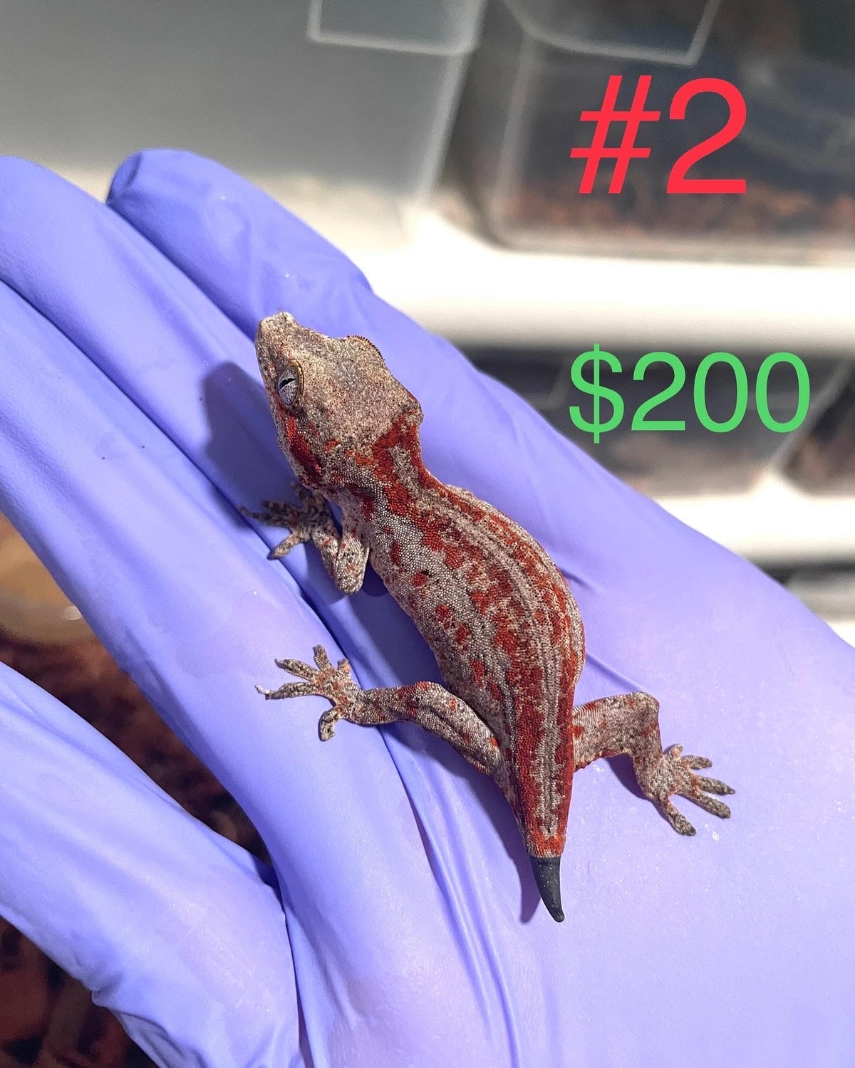 Garg #2 Gargoyle Gecko by Reptzilla LLC - MorphMarket