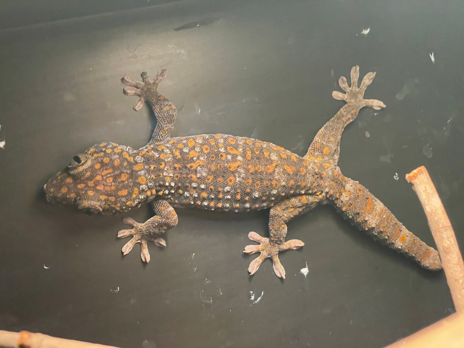 1.1 Proven Reduced Pattern X Normal Pair Tokay Gecko by Reptzilla LLC ...