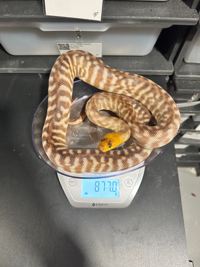 2022 Male Woma Woma Python by Reptzilla