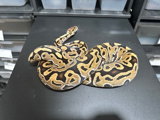 Special Het Monsoon Ball Python by Reptzilla