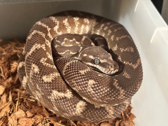 Rough Scaled Python Pair Rough-Scaled Python by Reptzilla