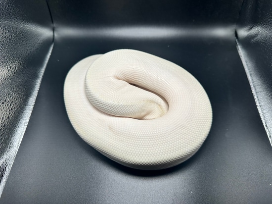 Phantom Lesser Ball Python by Reptzilla