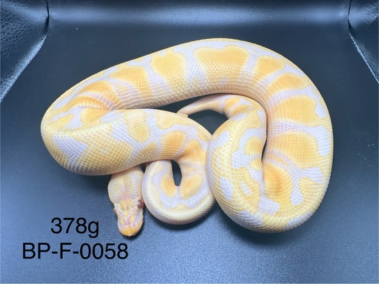 Pastel Lavender Albino 66% Pied Ball Python by Reptzilla