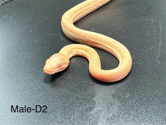 *NO RESERVE* Albino Darwin Darwin Carpet Python by Reptzilla