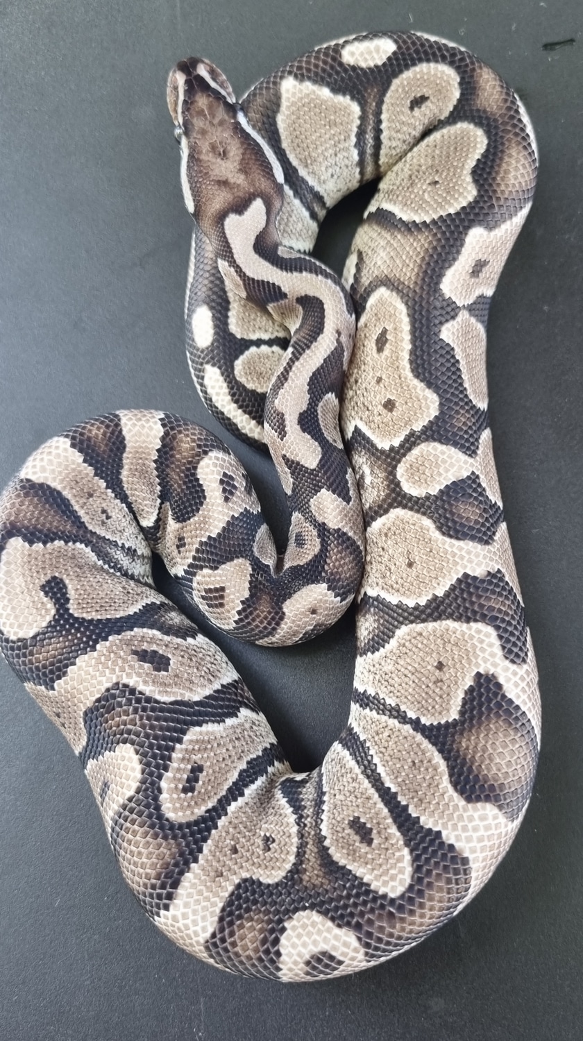 Axanthic (VPI) Fire/Vanilla Ball Python by Reputable Reptiles - MorphMarket