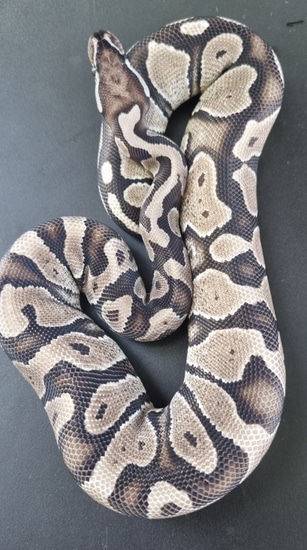 Axanthic (VPI) Fire/Vanilla Ball Python by Reputable Reptiles