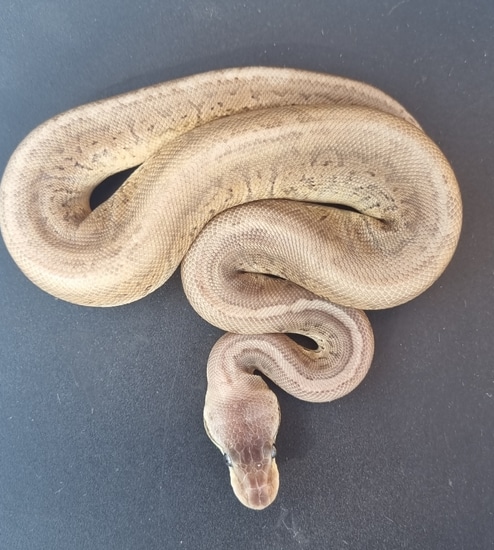 Pewter Blast Ball Python by Reputable Reptiles