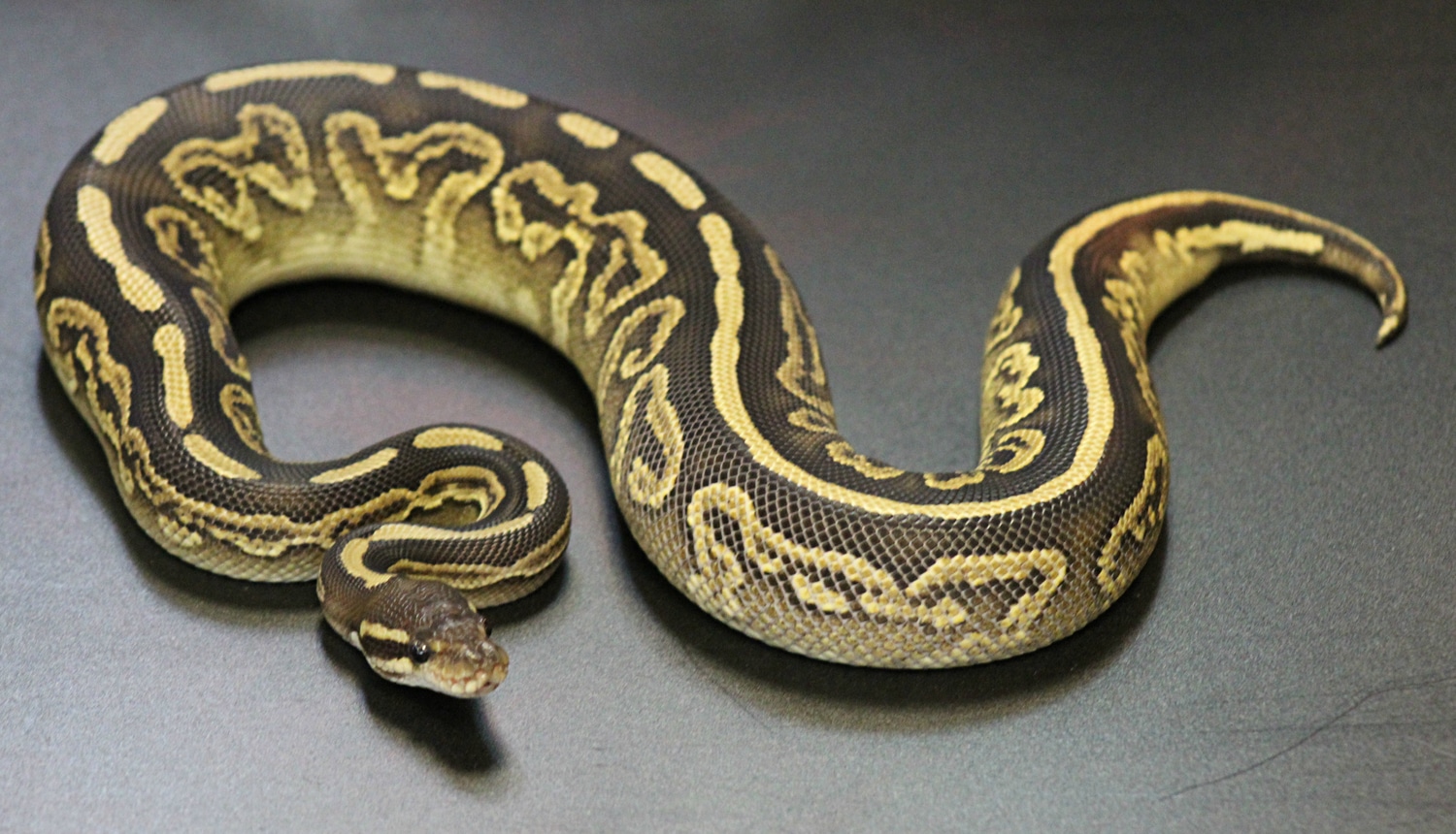 Black Magic Ball Python by Repxotica - MorphMarket