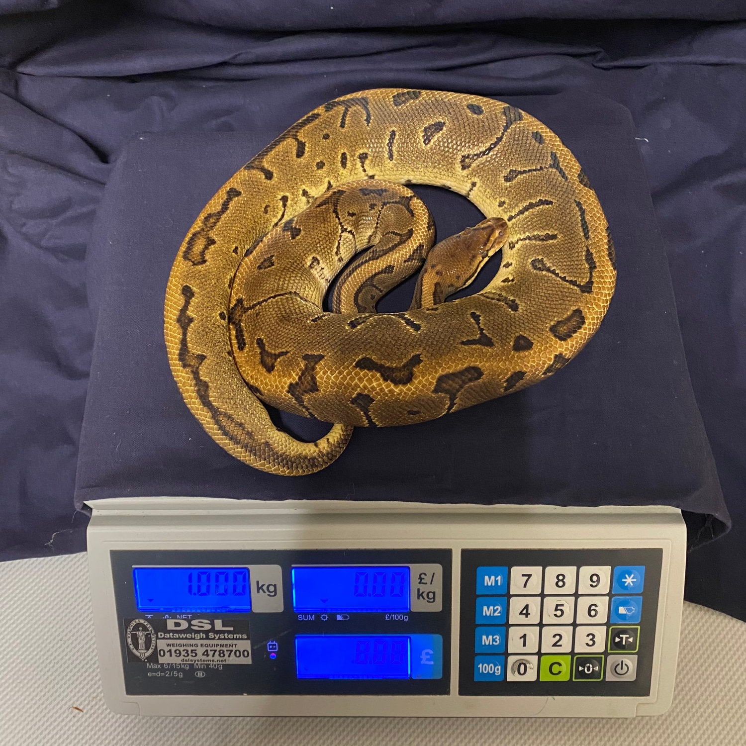 Leopard Pinstripe Ball Python by Repxotics - MorphMarket