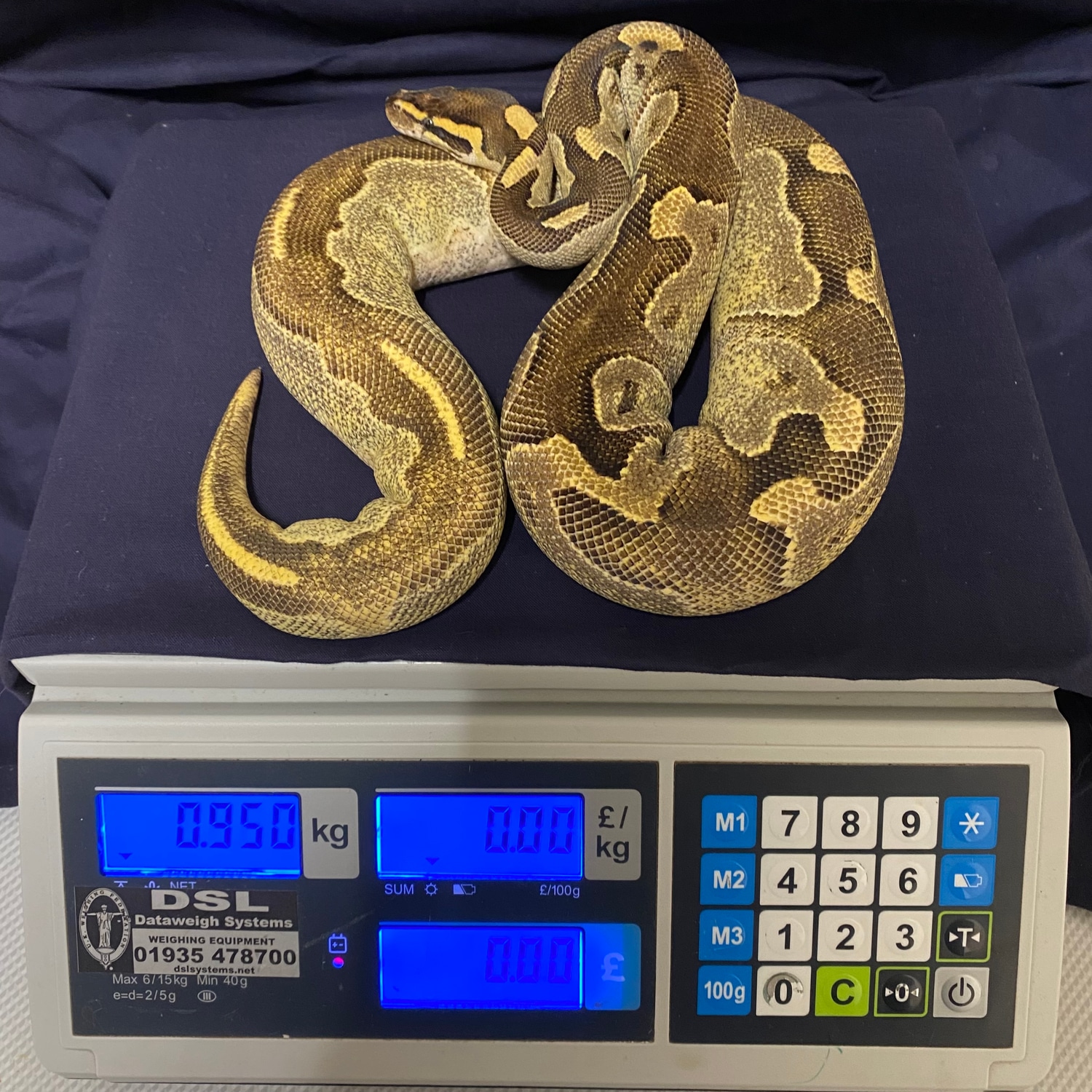 Enchi Black Head Ball Python by Repxotics - MorphMarket