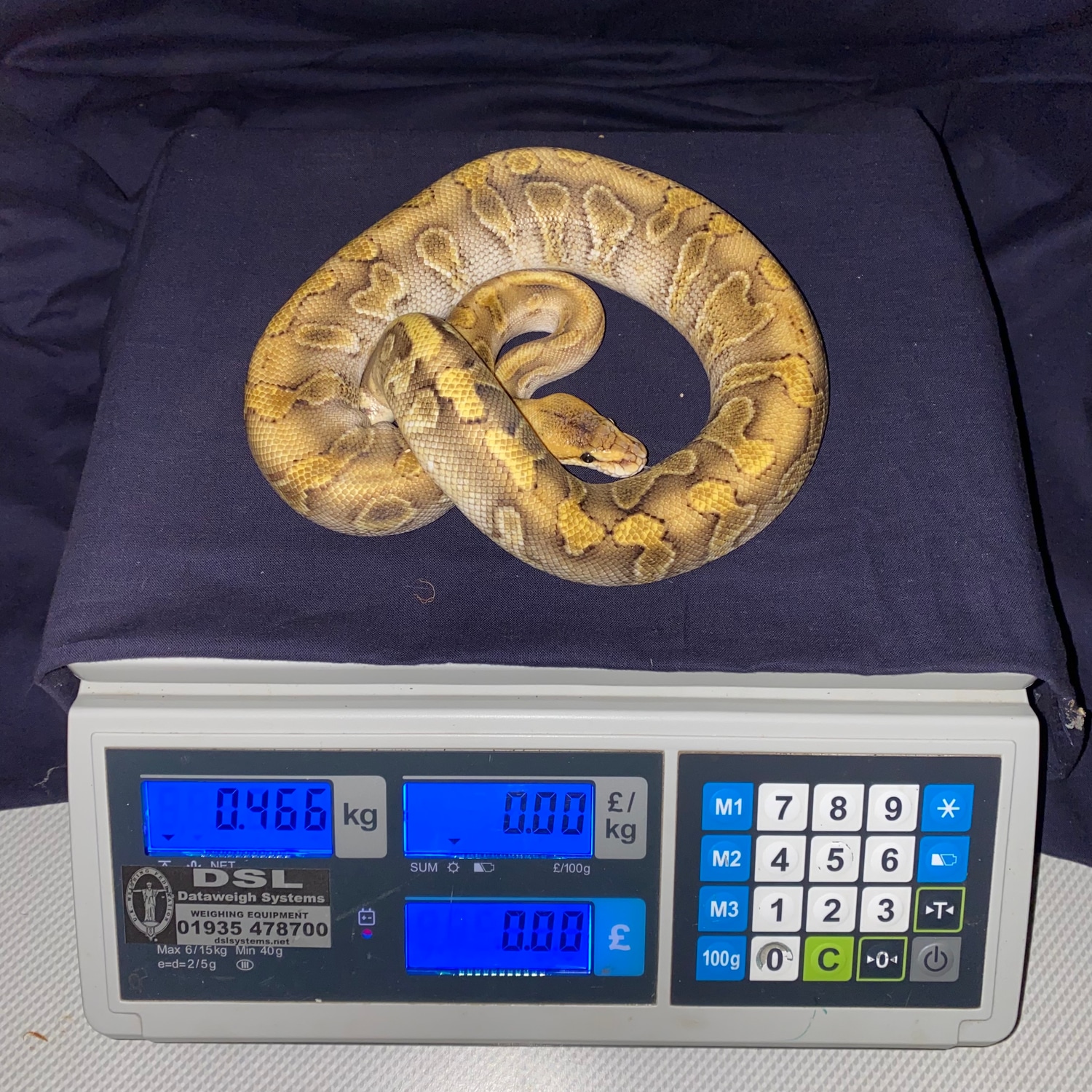 Enchi Champagne Ball Python by Repxotics - MorphMarket