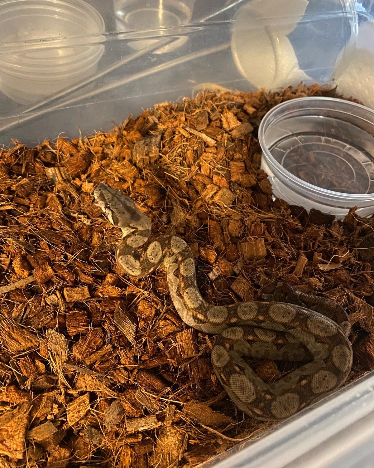 0.0.1 Nicaraguan Red Tail Boas Boa Constrictor by R.E.S Exotics and ...