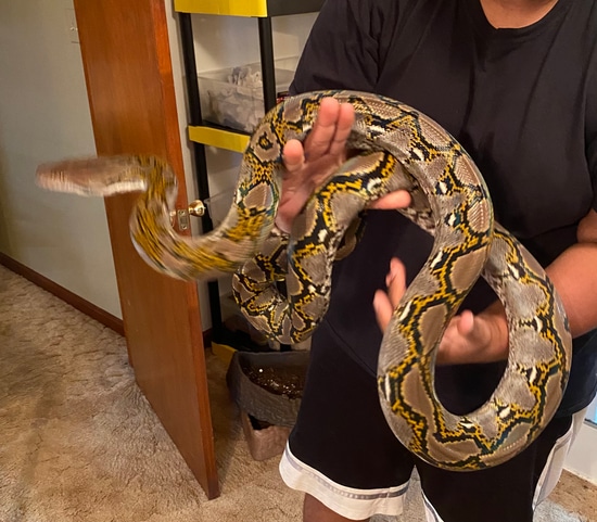 1.0 Normal Reticulated Python by R.E.S Exotics and Feeders