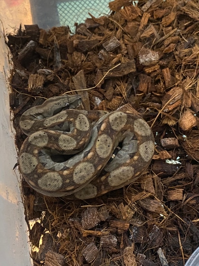 0.0.1 Nicaraguan Red Tail Boa Boa Constrictor by R.E.S Exotics and Feeders