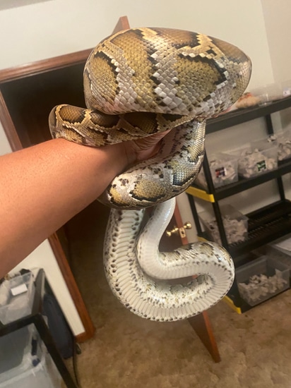 1.0 Normal Burmese Python by R.E.S Exotics and Feeders
