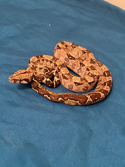 1.0 Nicaraguan Red Tail Boa Boa Constrictor by R.E.S Exotics and Feeders
