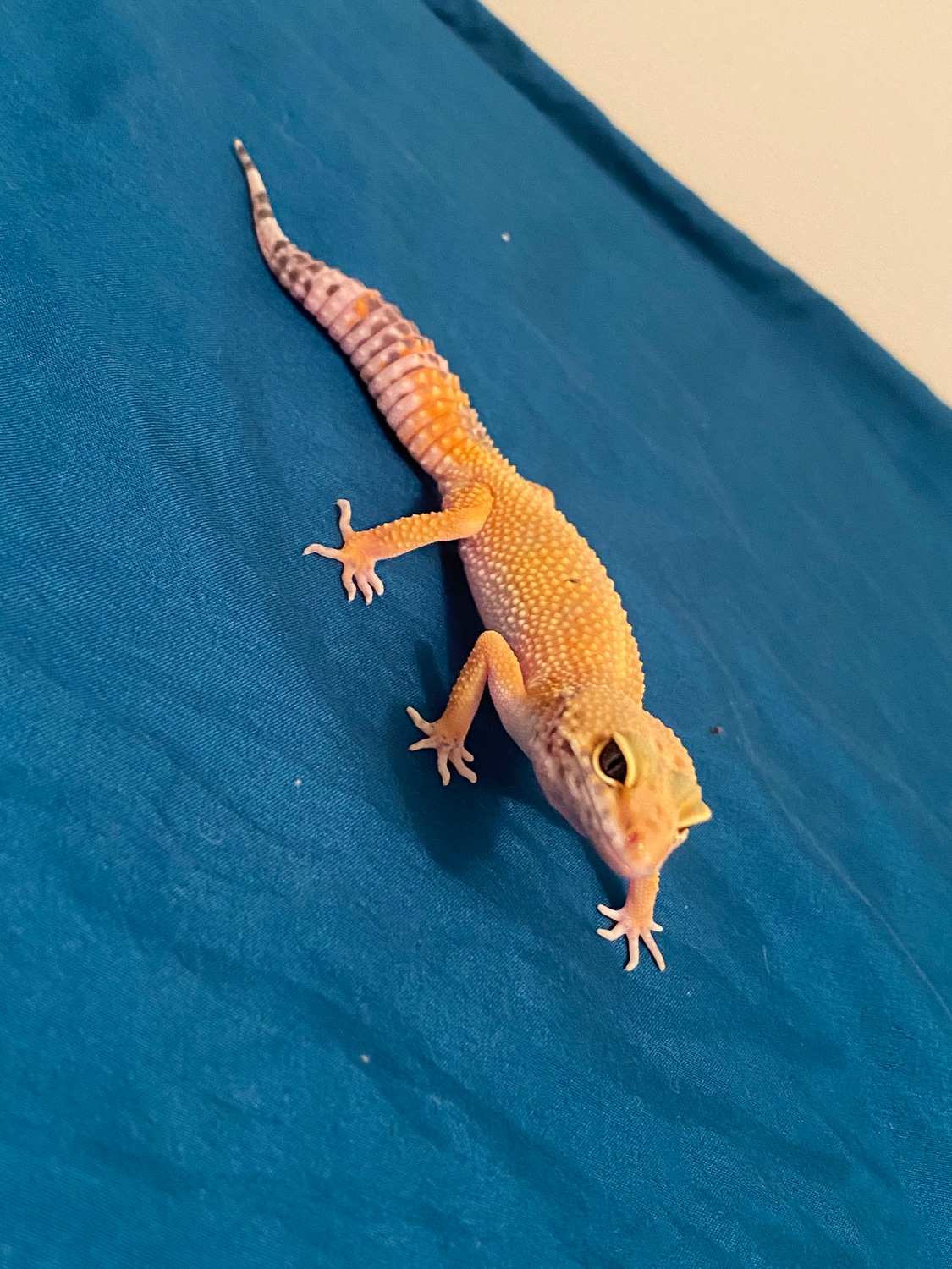 Hypo Leopard Gecko by R.E.S Exotics and Feeders - MorphMarket