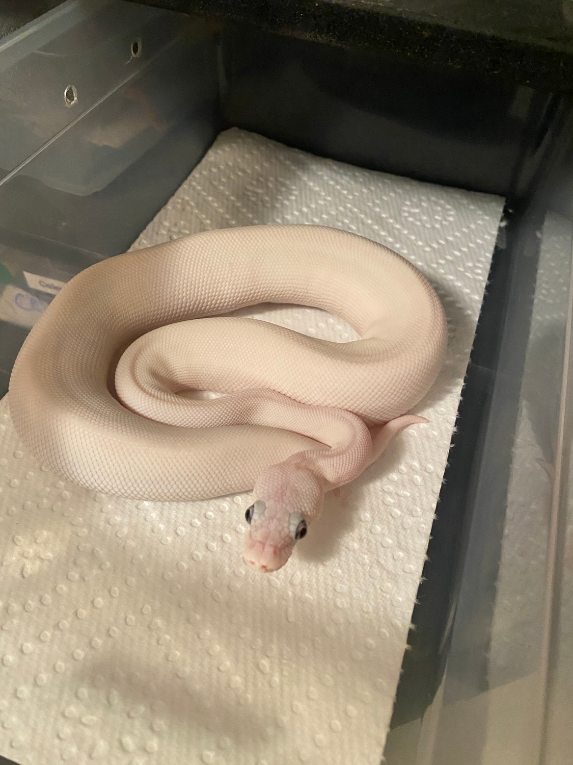 Super Lesser Blue-Eyed Lucy Ball Python by R.E.S Exotics and Feeders - MorphMarket