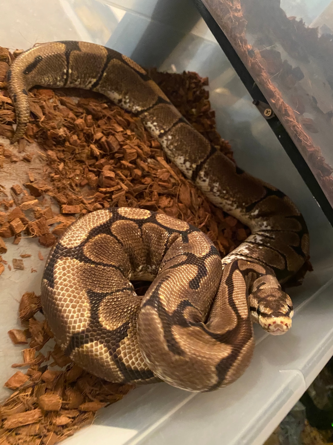 0.1 Spider Het Caramel Albino Ball Python by R.E.S Exotics and Feeders ...