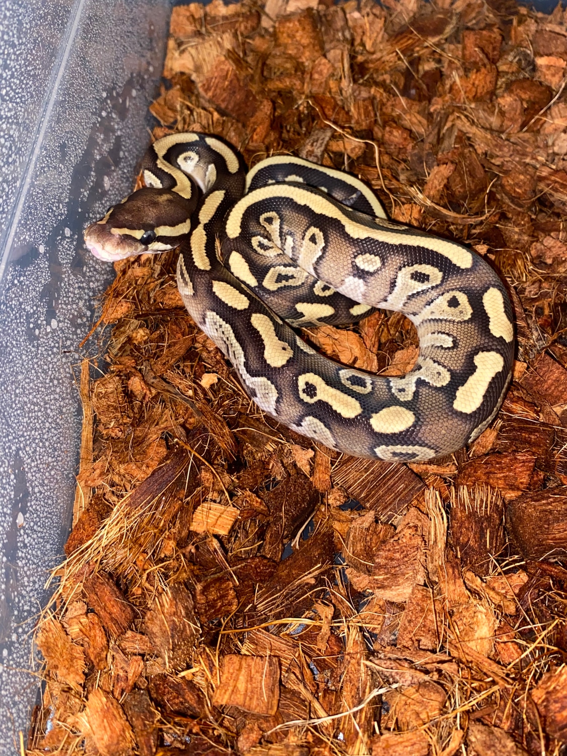 Mojave YB Ball Python by R.E.S Exotics and Feeders - MorphMarket