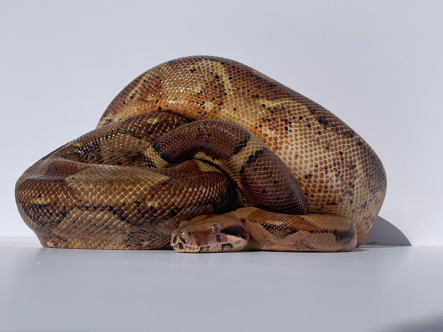 Hypo Het Sun Dragon Free Shipping Boa Constrictor by Resistance ...