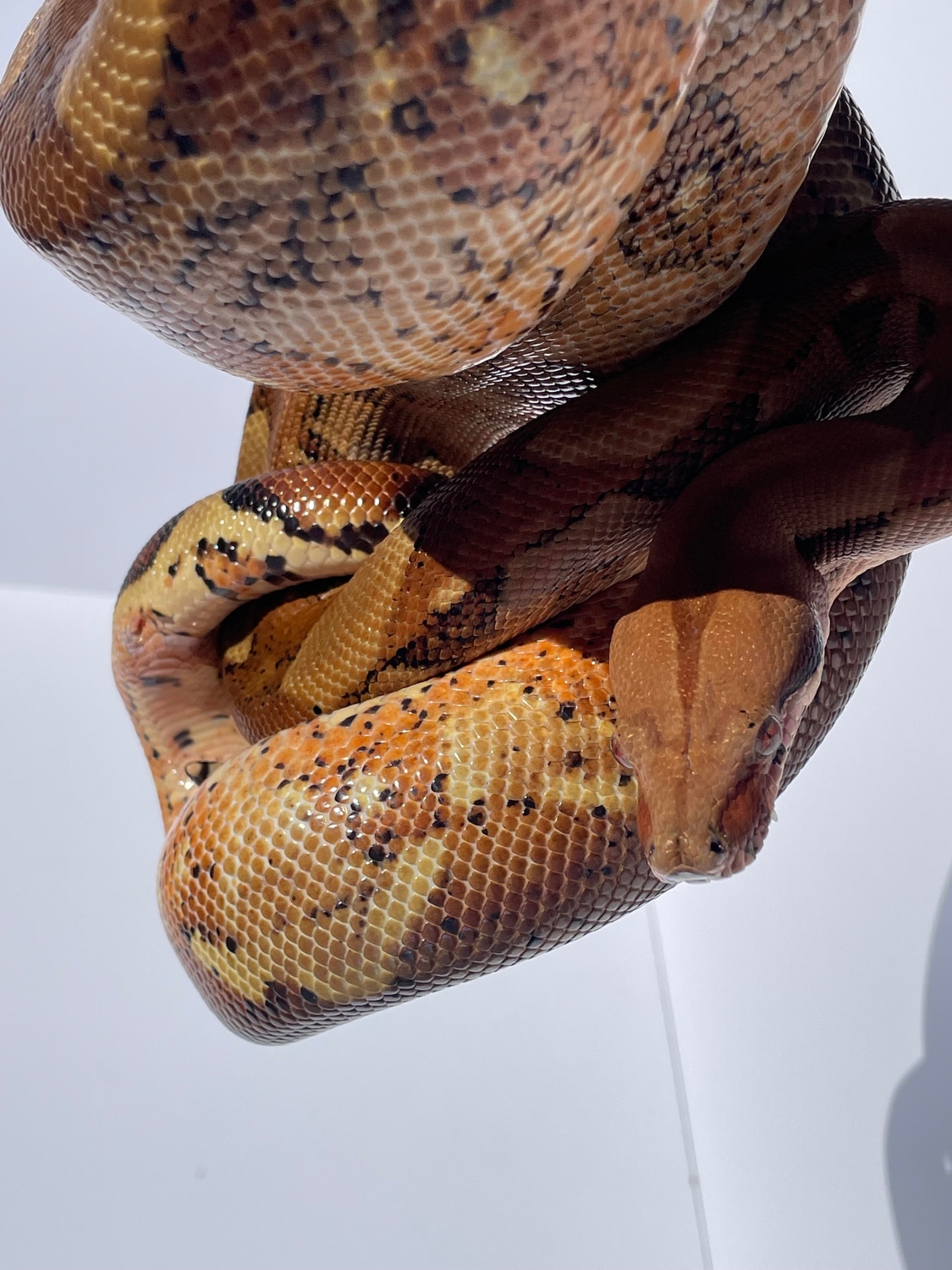Hypo Het Sun Dragon Free Shipping Boa Constrictor by Resistance ...