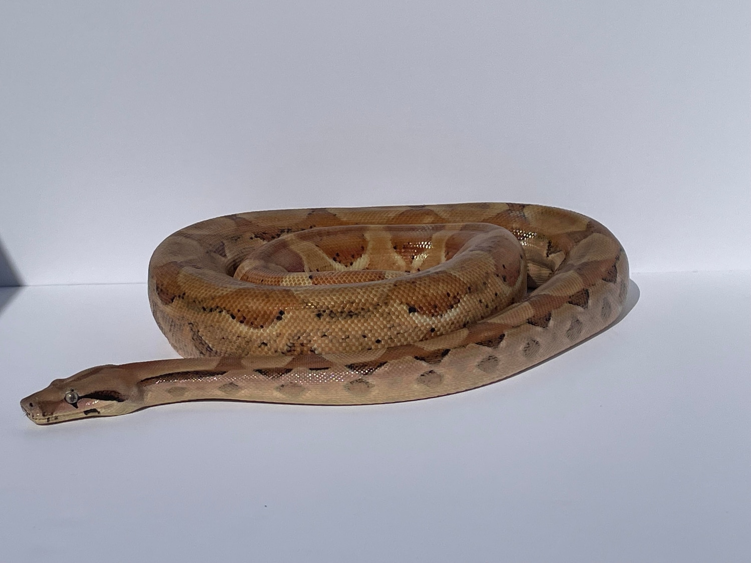 Hypo Het Sun Dragon Boa Constrictor by Resistance Reptiles - MorphMarket
