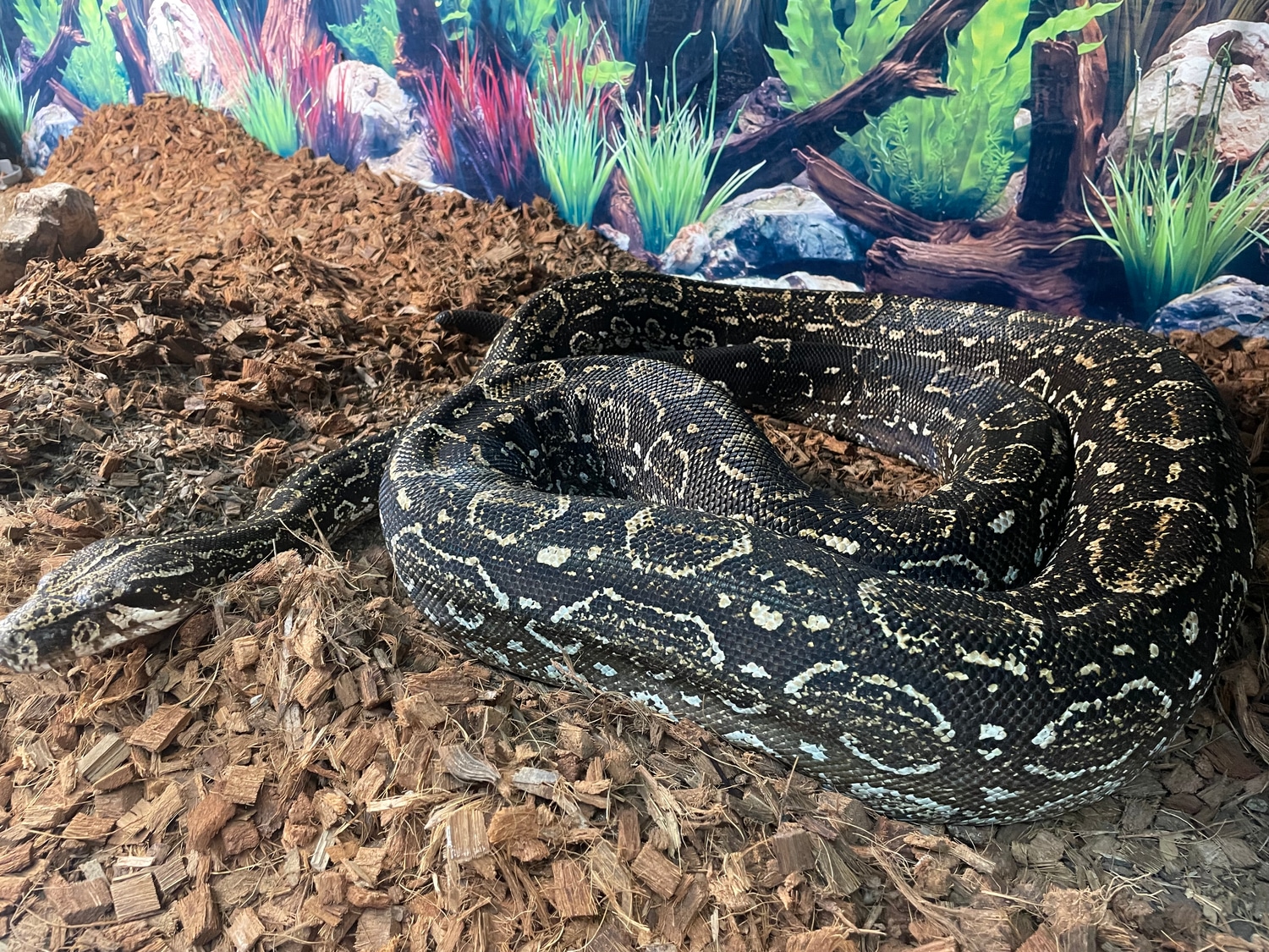 2019 Male Boa Argentine Boa Constrictor by Resistance Reptiles ...