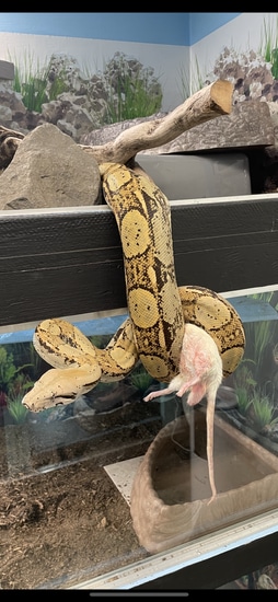 2019 Female Normal Boa Boa Constrictor by Resistance Reptiles