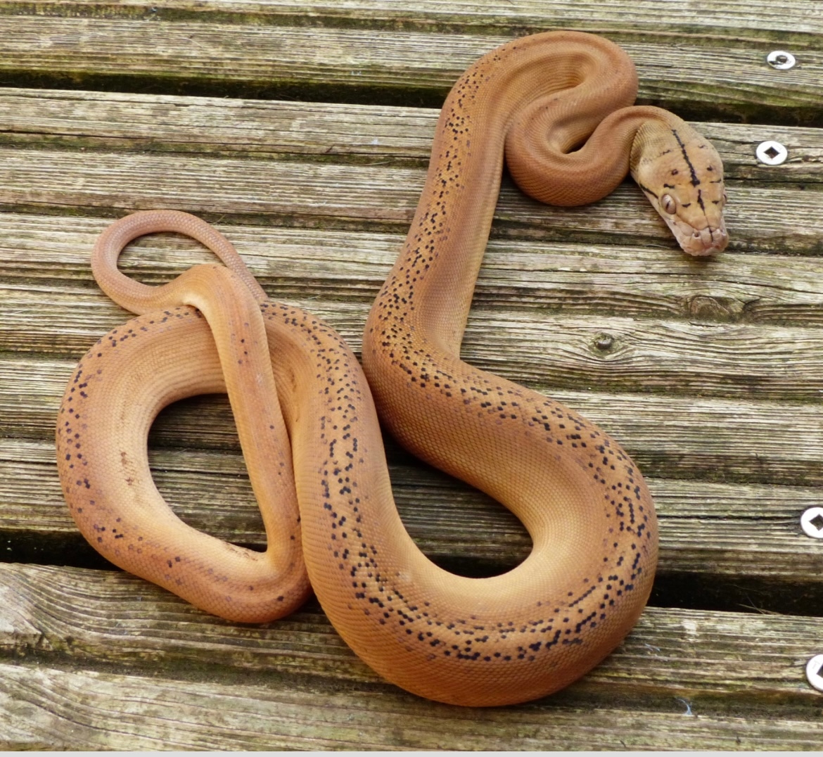 Sunfire Platinum Golden Child 100% Het Albino Reticulated Python by ...