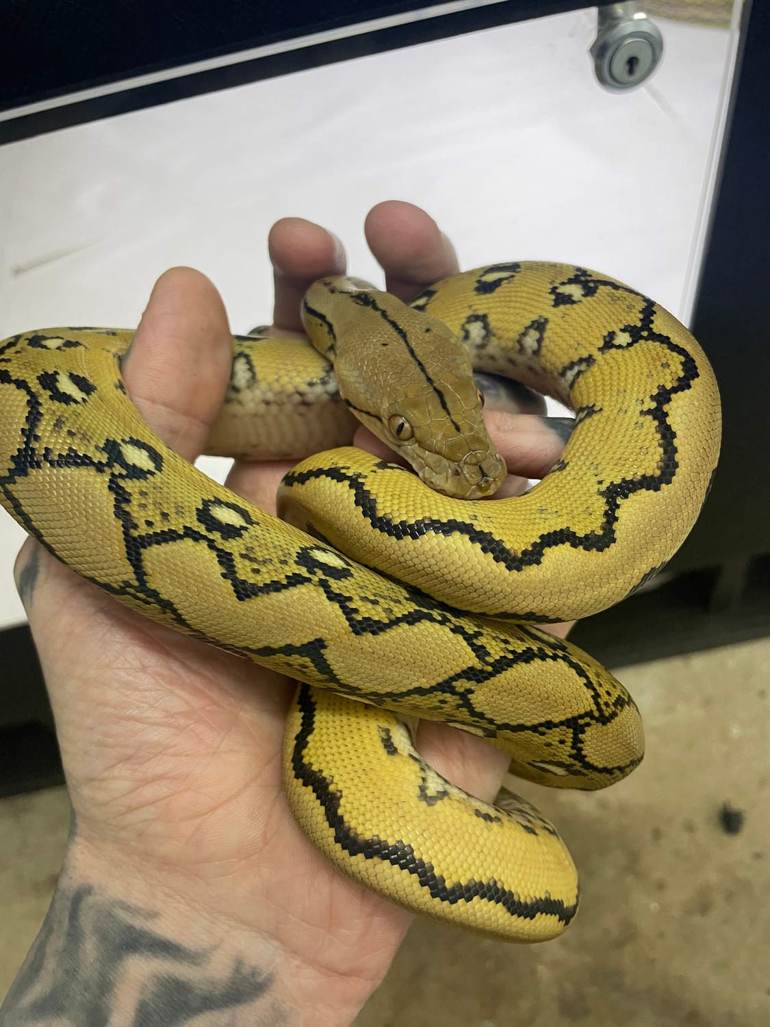 Platinum Sunfire 100% Het Albino Reticulated Python by Rustics ...