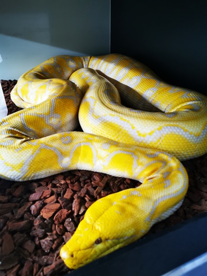 Lavender Sunfire Reticulated Python by RUSTICS