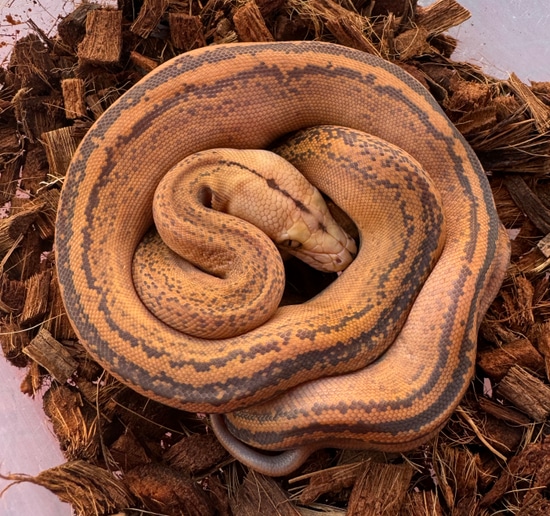 Mochino GoldenChild Tiger Reticulated Python by Pinoy Pythons