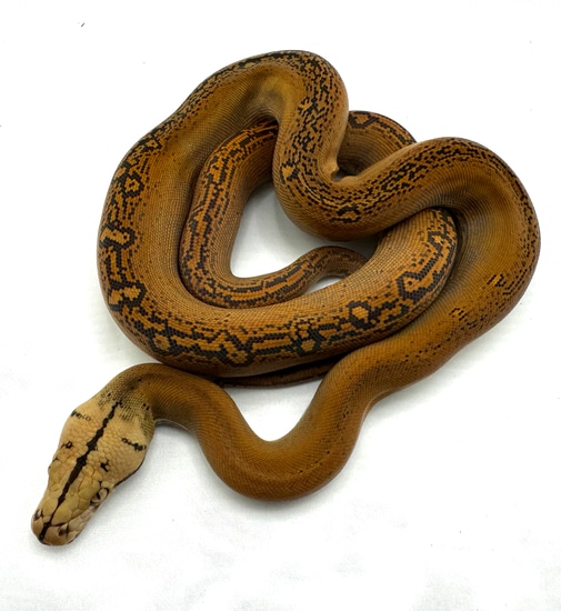 Mochino GoldenChild Reticulated Python by Pinoy Pythons