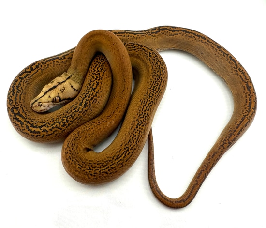 Mochino GoldenChild Reticulated Python by Pinoy Pythons