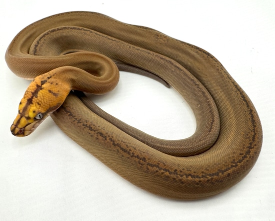 Mochino Motley GoldenChild Tiger Reticulated Python by Pinoy Pythons