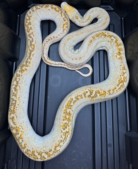 OrangeGlow Pied Reticulated Python by Pinoy Pythons