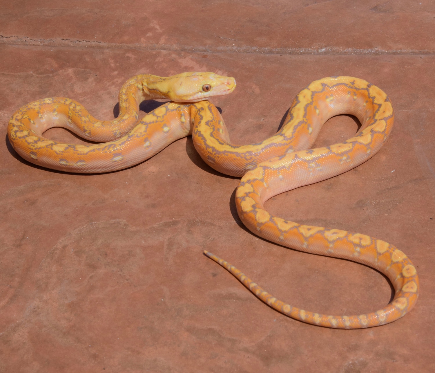 Orange Glow Phantom (PRICE REDUCED) Reticulated Python by Reptilia ...