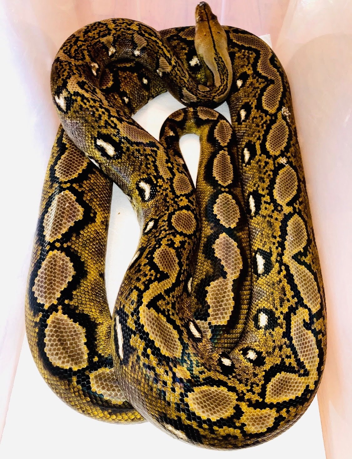 0.1 Proven Sunfire Het OGS Reticulated Python by Reptilia Reticulated ...